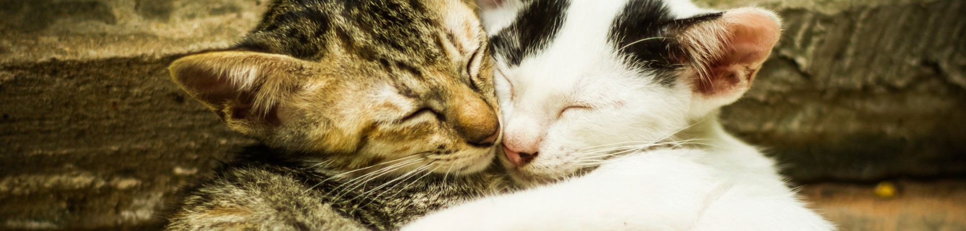 Toute l'actualité mignon