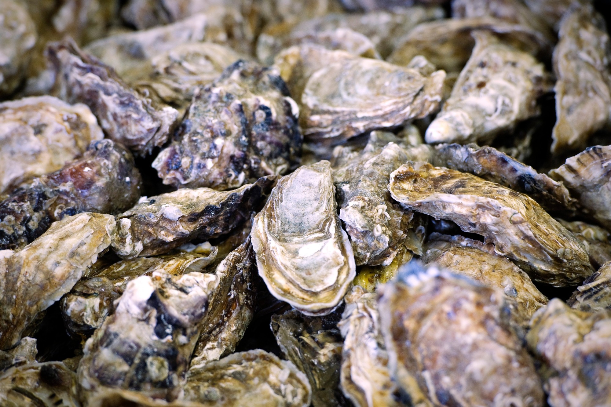 Finistère : découverte de l'huître la plus grosse du monde