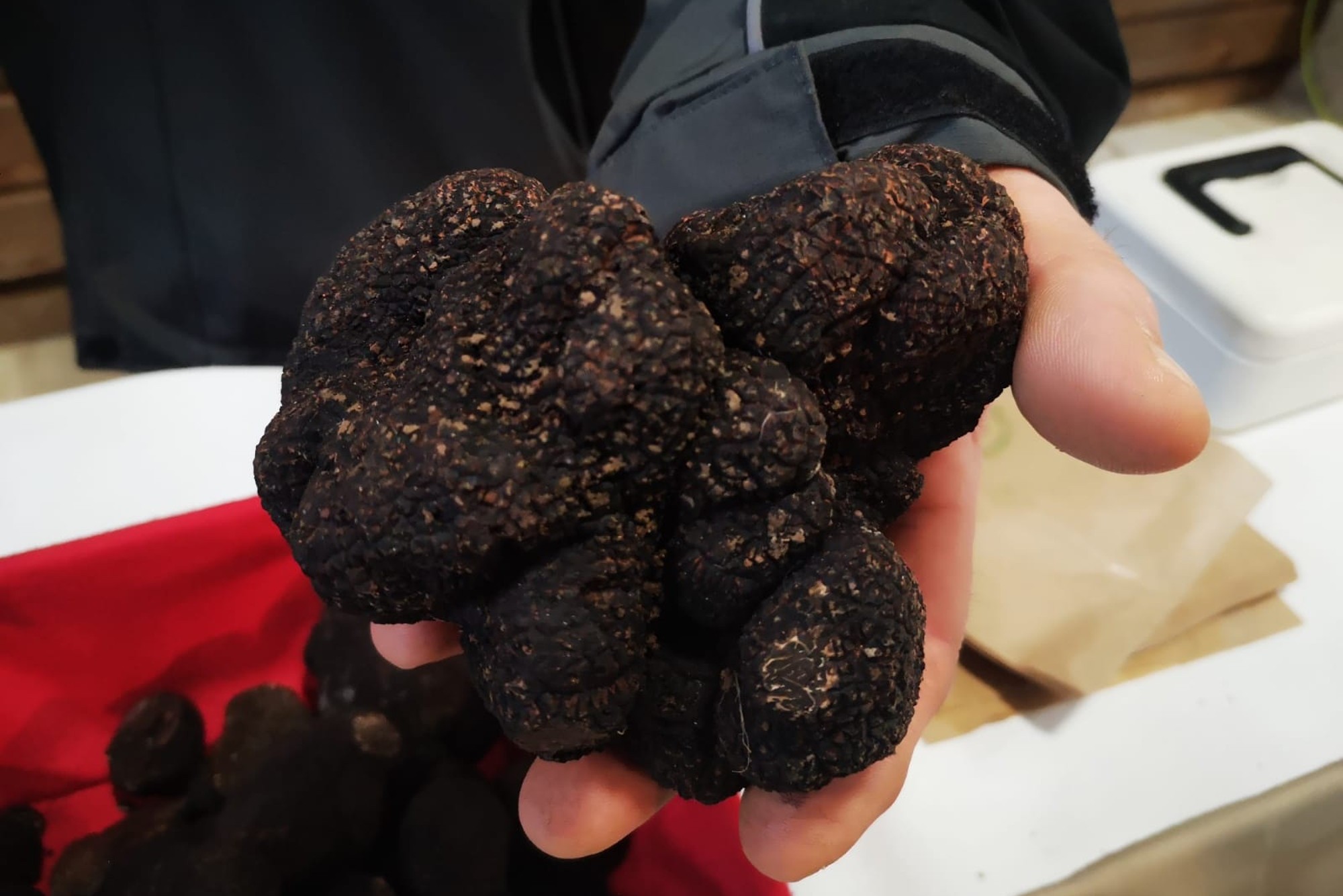 Périgord : la truffe noire bientôt labellisée