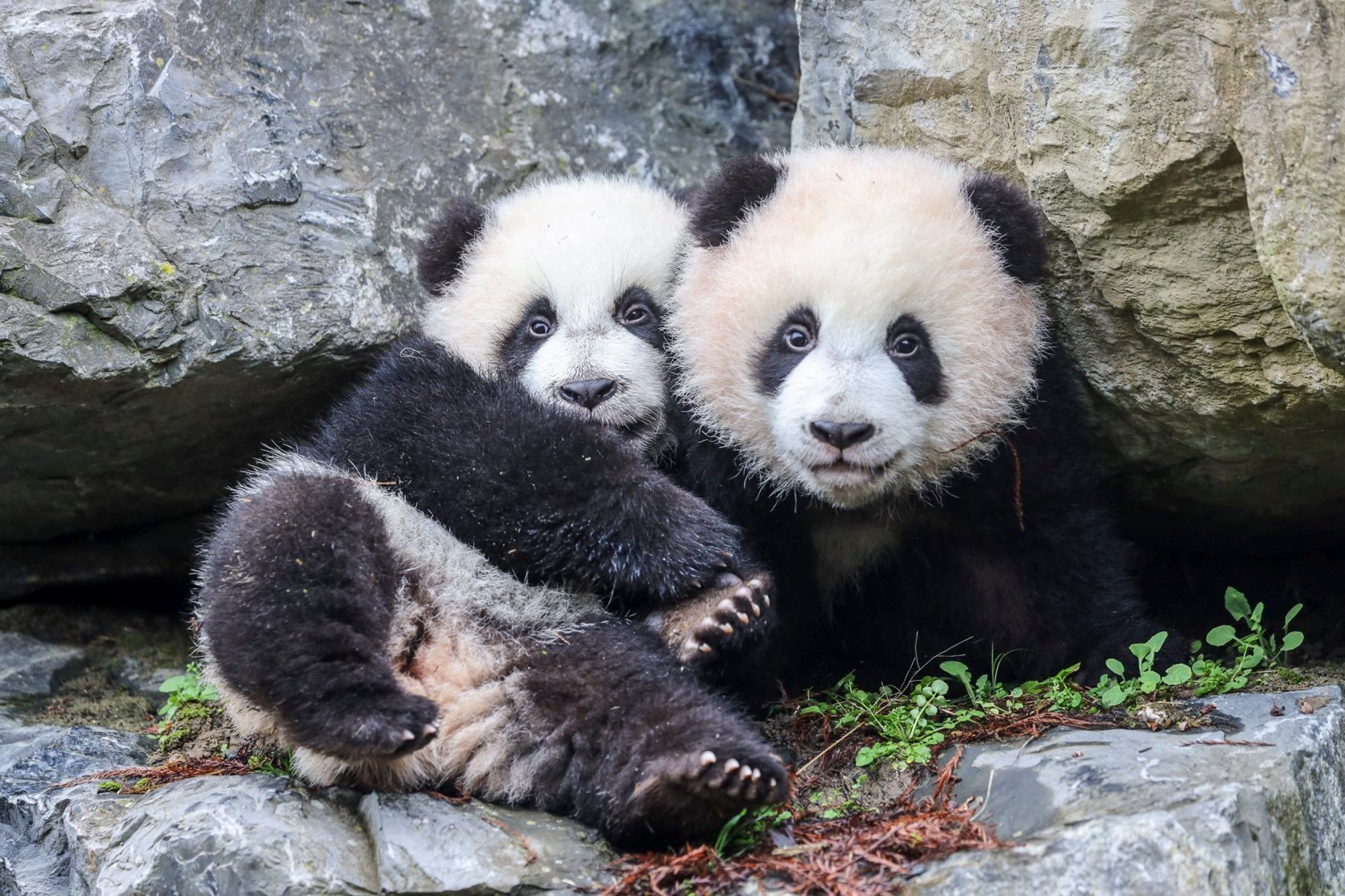 VIDÉO - Belgique : première sortie pour deux bébés pandas
