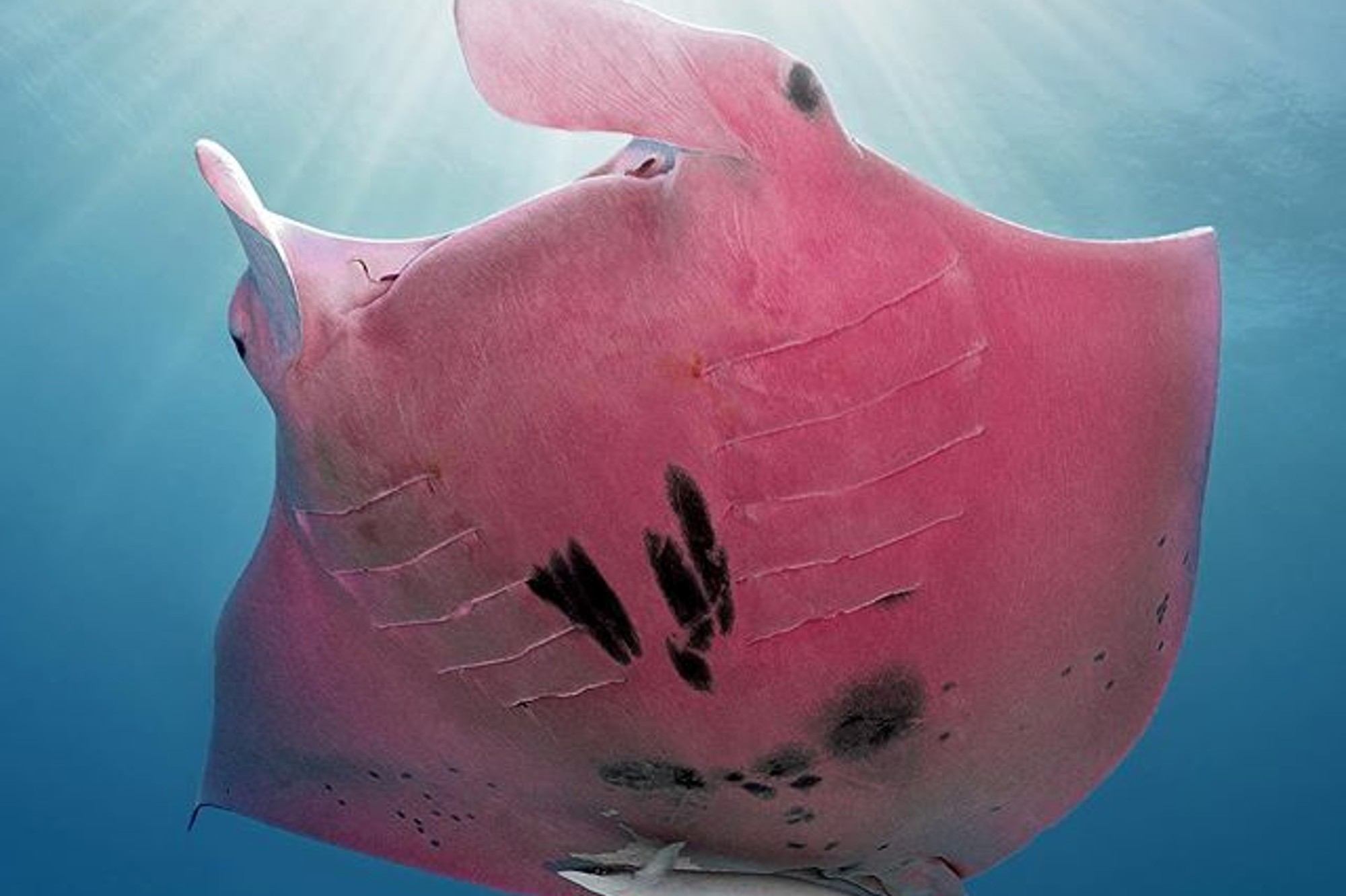Australie : une raie manta rose, très rare, photographiée sur la ...