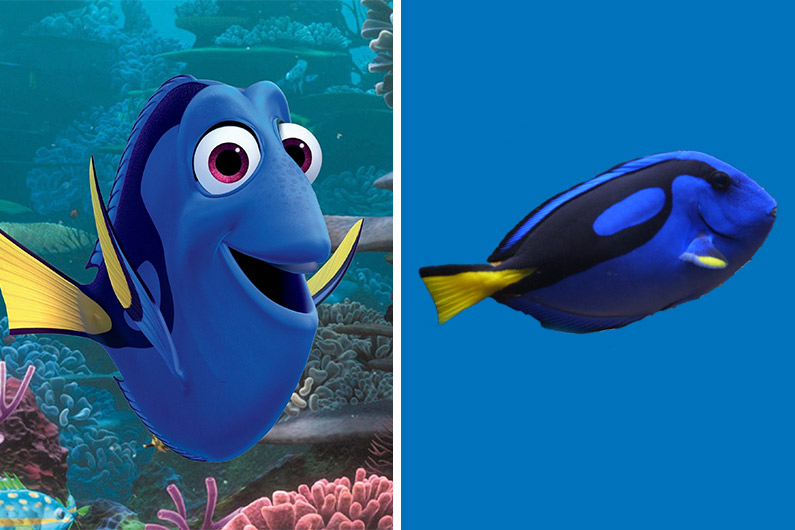 EN IMAGES - "Le Monde de Dory" : voici à quoi ressemblent les poissons ...