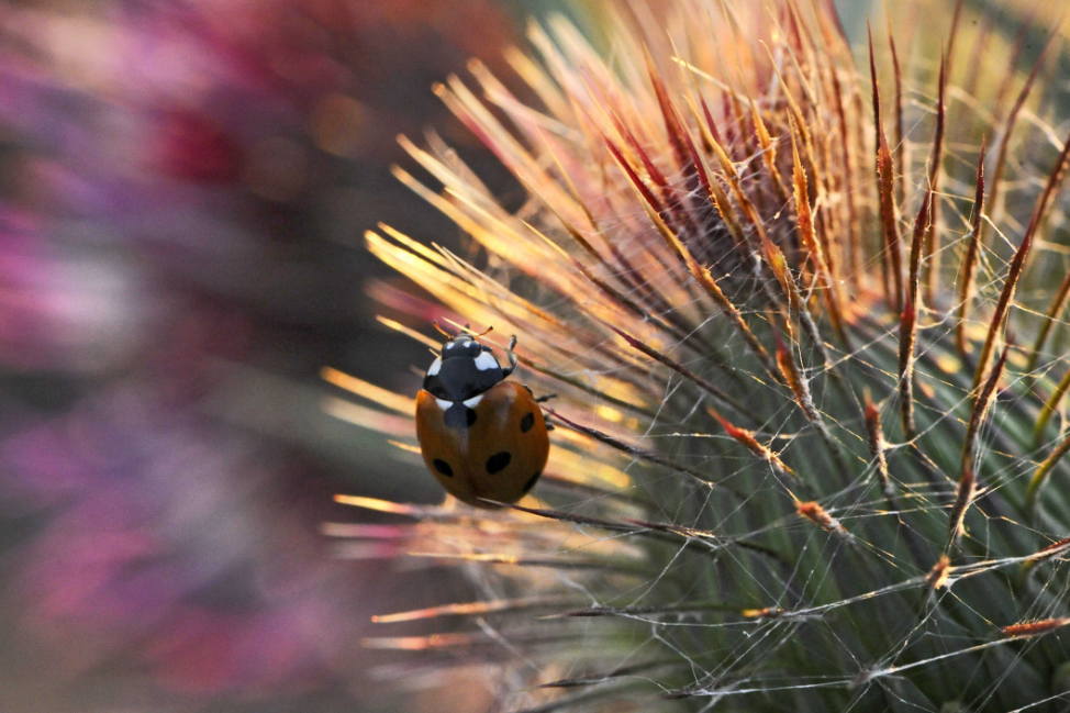 Pourquoi le chardon est-il devenu l’emblème de l'Écosse