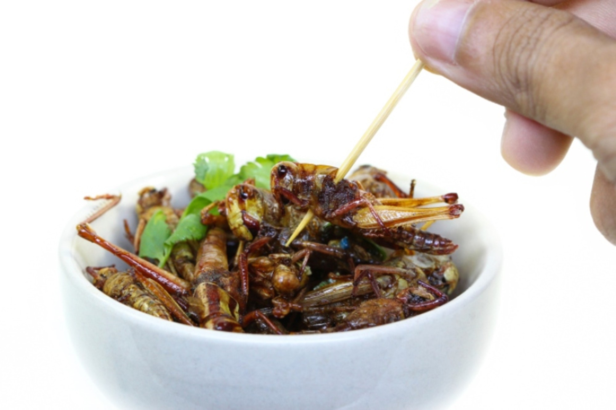 Alimentation : les insectes sont-ils l'avenir de notre agriculture