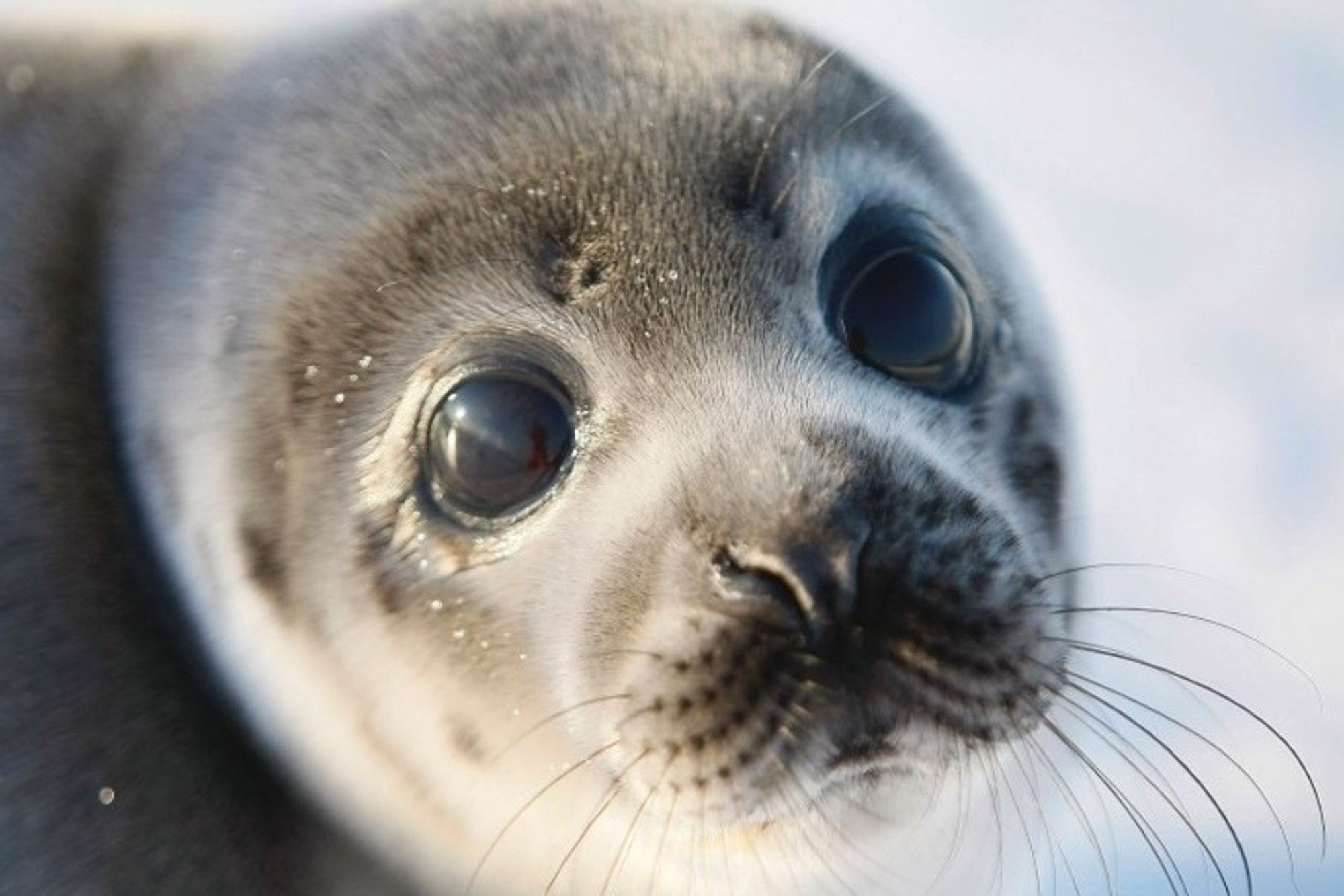 Bretagne : des bébés phoques aperçus dans le Finistère