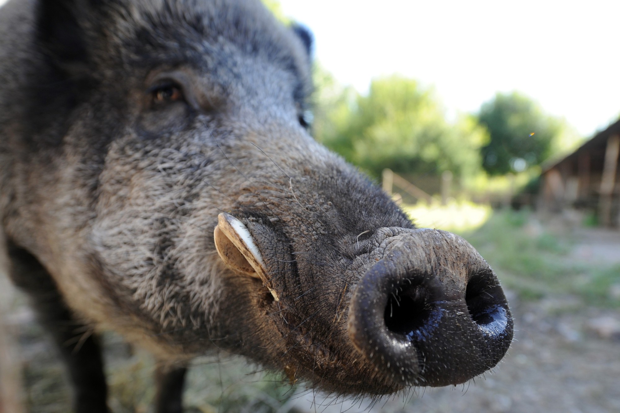 Côte-d'Or : des têtes de sangliers découvertes dans une rivière