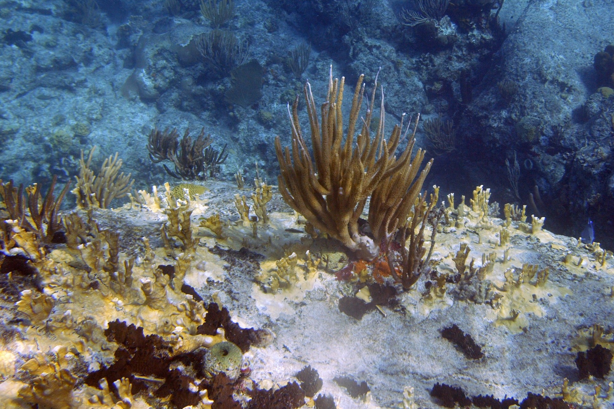 Océans : négociations décisives à l'ONU sur la protection de la haute mer