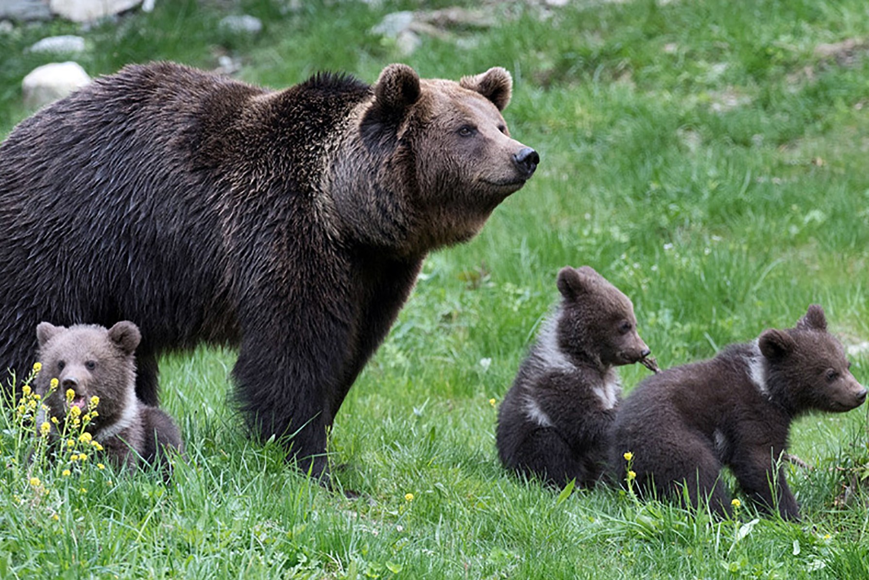 Pyrénées : les oursons de l'ourse slovène Sorita "probablement" tués ...