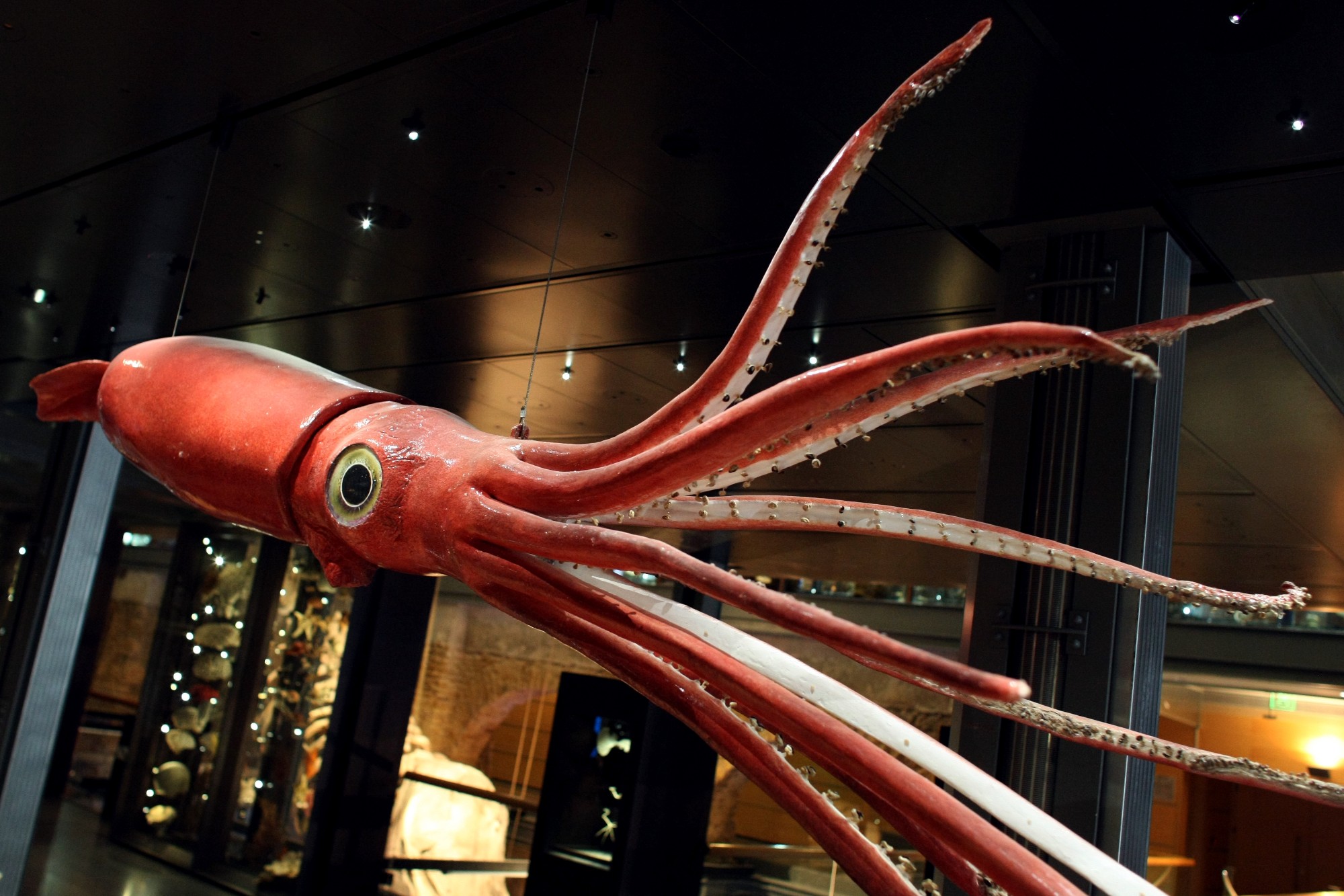 VIDÉO - Un calmar géant filmé près des côtes américaines