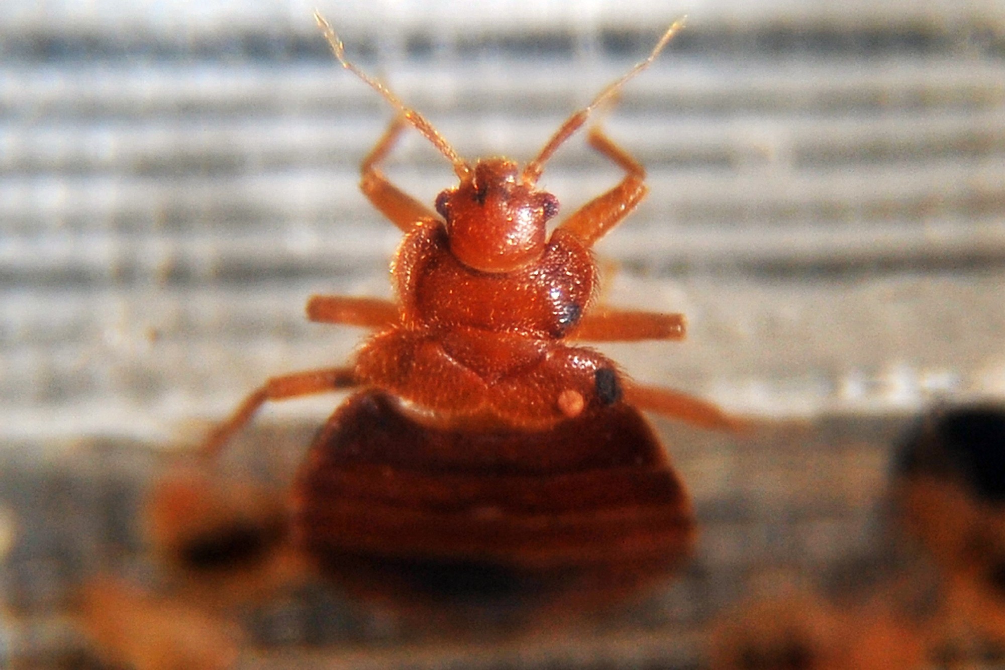 Punaises de lit : comment éradiquer ces insectes