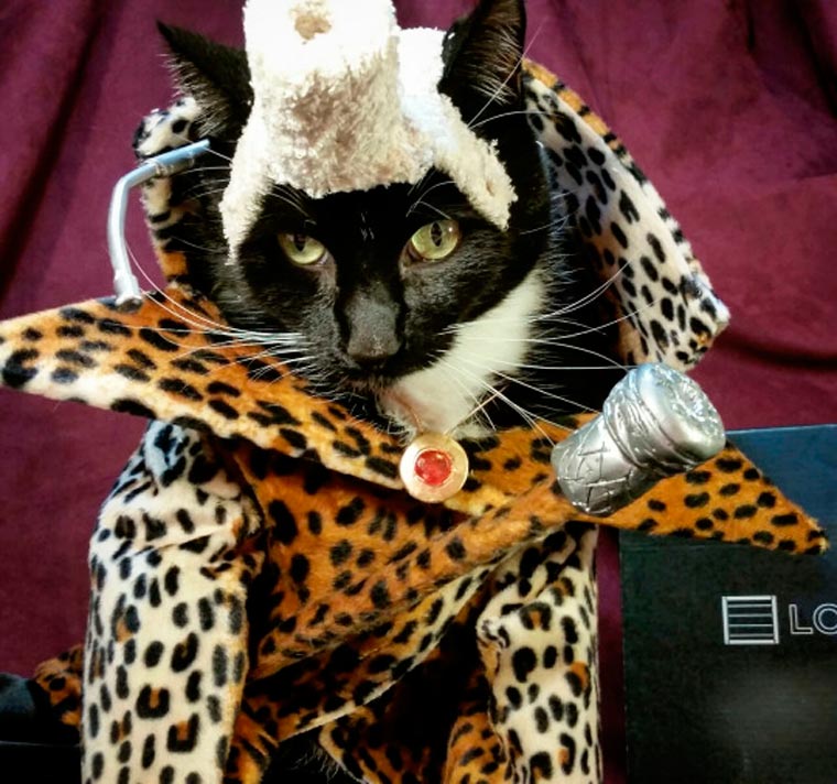 EN IMAGES - "Cat Cosplay" : le site des chats déguisés