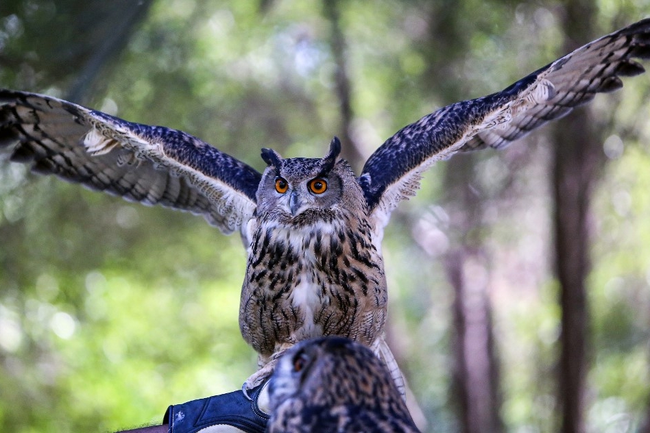Hibou Hibou Des Marais | Oiseaux | Hiboux Et Chouettes Du Québec