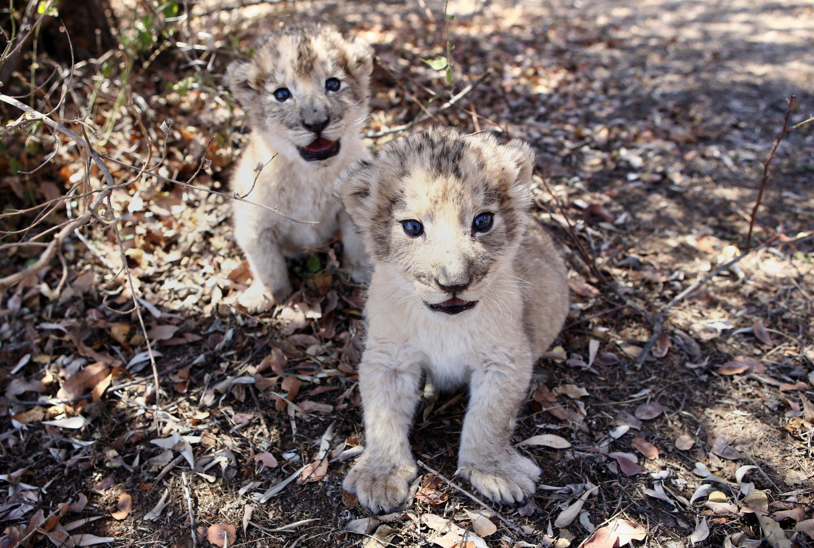 DIAPORAMA - Ces deux bébés lions sont nés grâce à une PMA