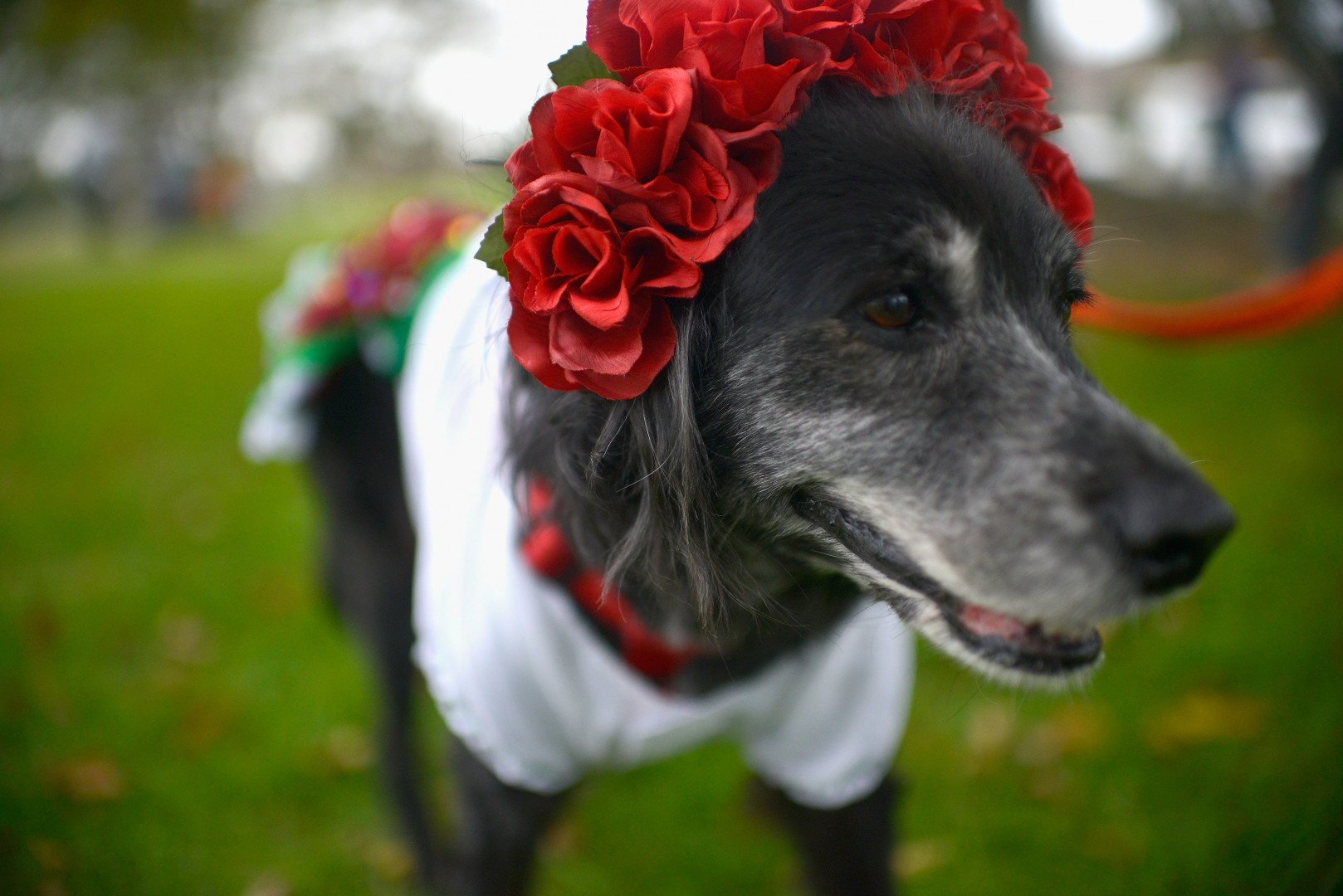 DIAPORAMA - Les chiens de Californie se déguisent pour Halloween