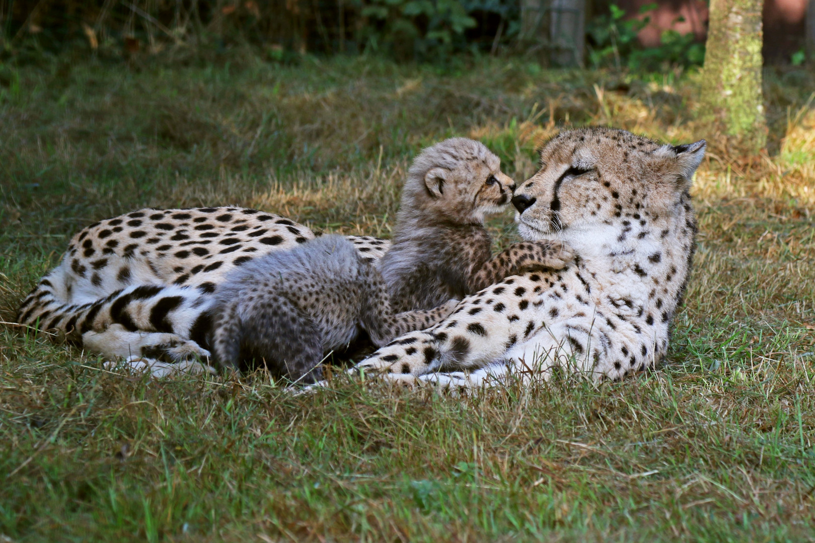 Quatre bébés guépards en pleine forme au zoo de Boissière-du-Doré