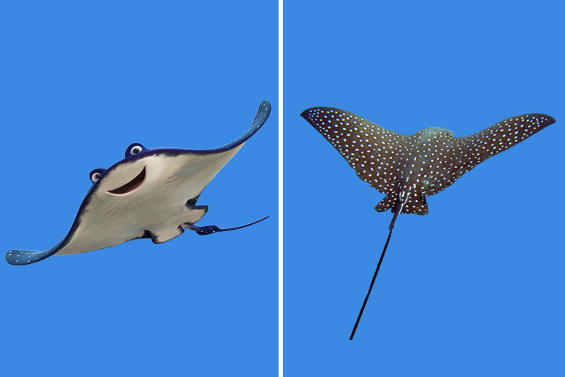 EN IMAGES - "Le Monde de Dory" : voici à quoi ressemblent les poissons ...