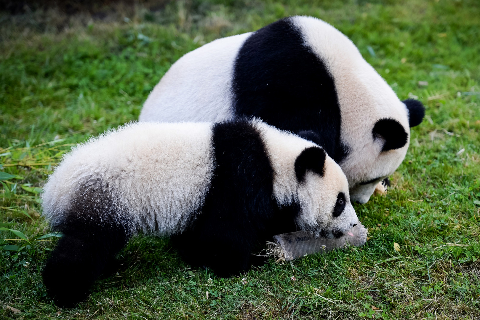 DIAPORAMA - Zoo de Beauval : Yuan Meng a un an et il a bien grandi