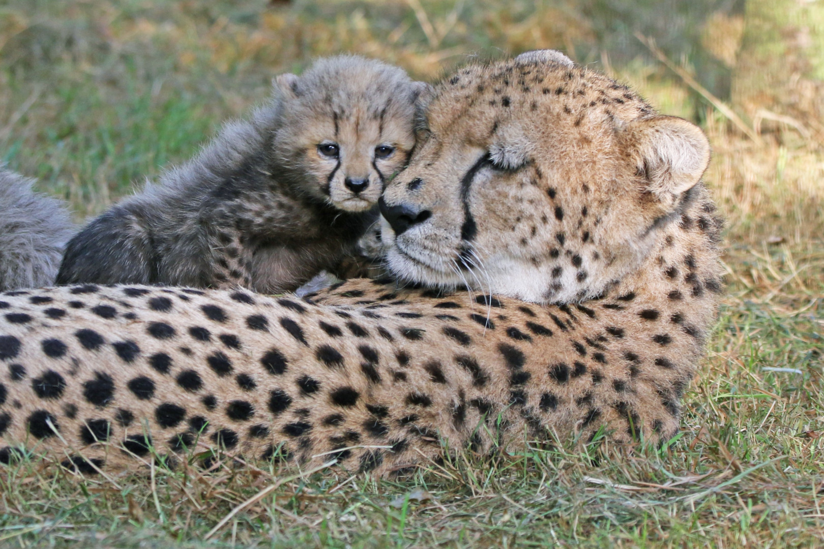 Quatre bébés guépards en pleine forme au zoo de Boissière-du-Doré