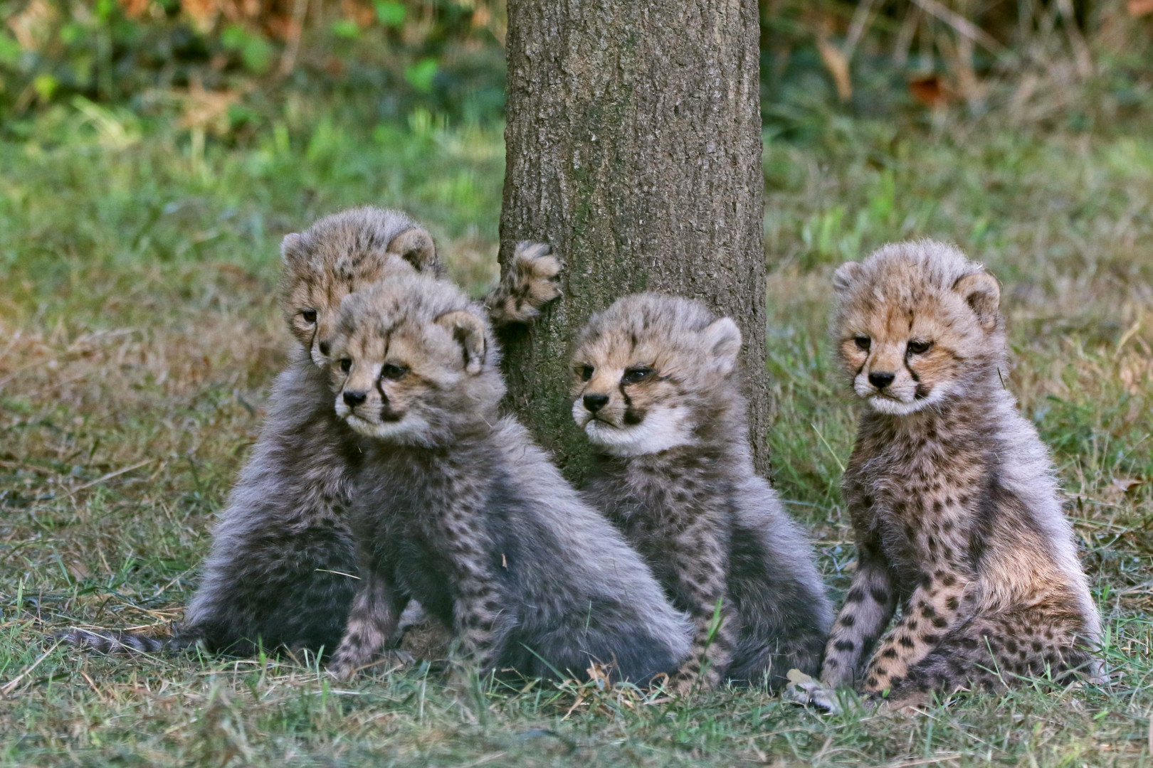 Quatre bébés guépards en pleine forme au zoo de Boissière-du-Doré