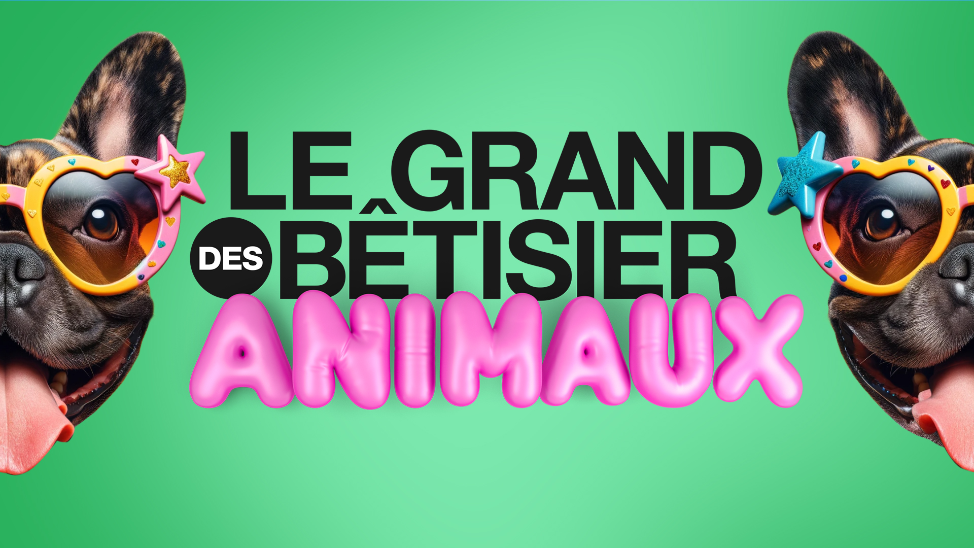 Le grand bêtisier des animaux sur Gulli