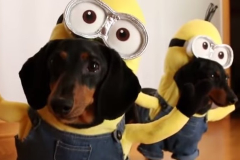 VIDÉO - Des petits chiens déguisés en minions