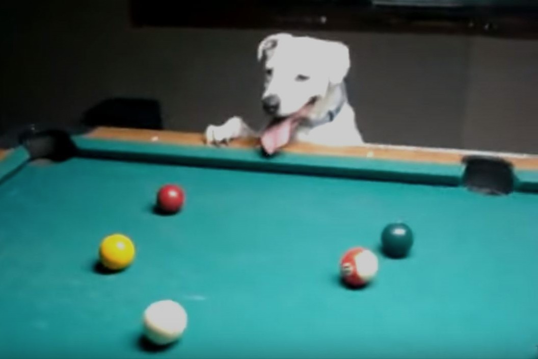 VIDÉO - Ce chien est un pro du billard