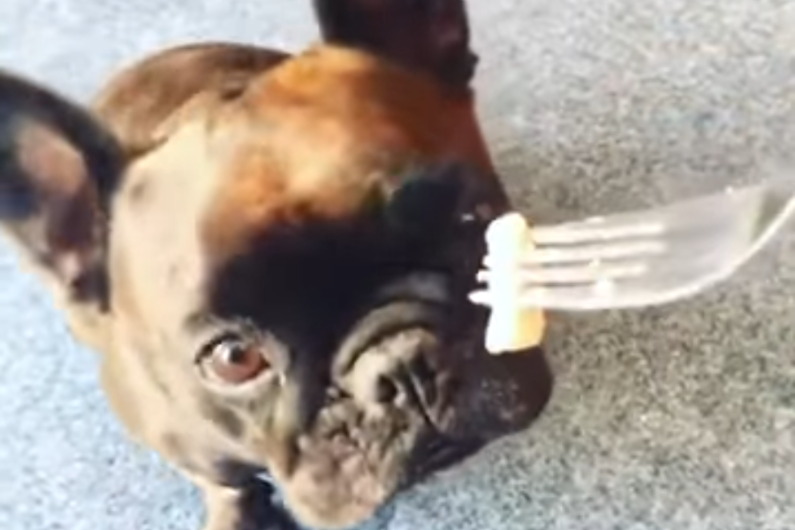 VIDÉO - Quand des animaux deviennent complètement fous