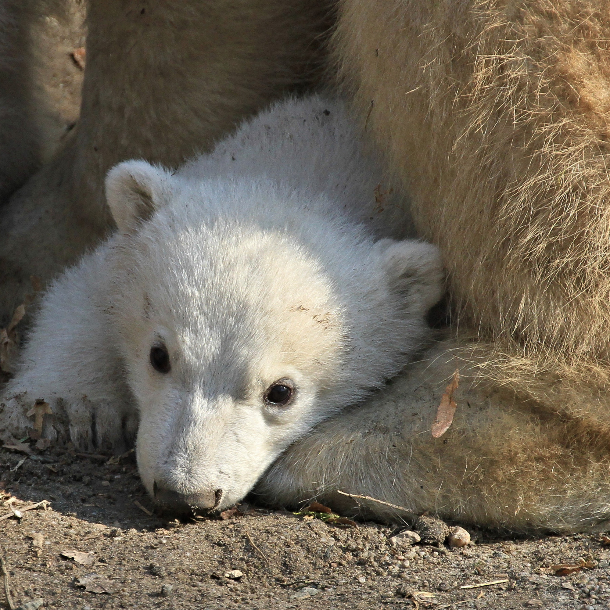 Un ourson polaire fait ses premiers pas au zoo de Toronto