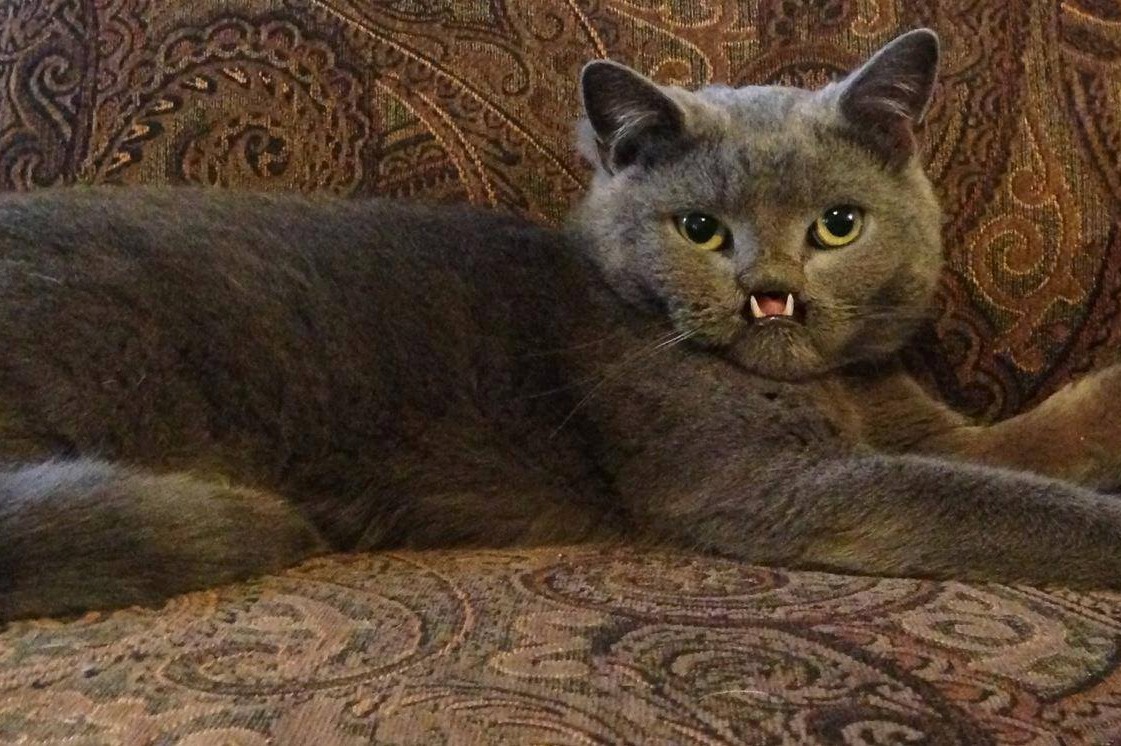 VIDÉO - Un chat vampire terrorise Internet