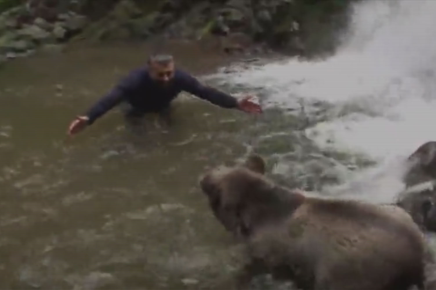 VIDÉO - Cet homme joue avec un ours brun sauvage dans une rivière turque