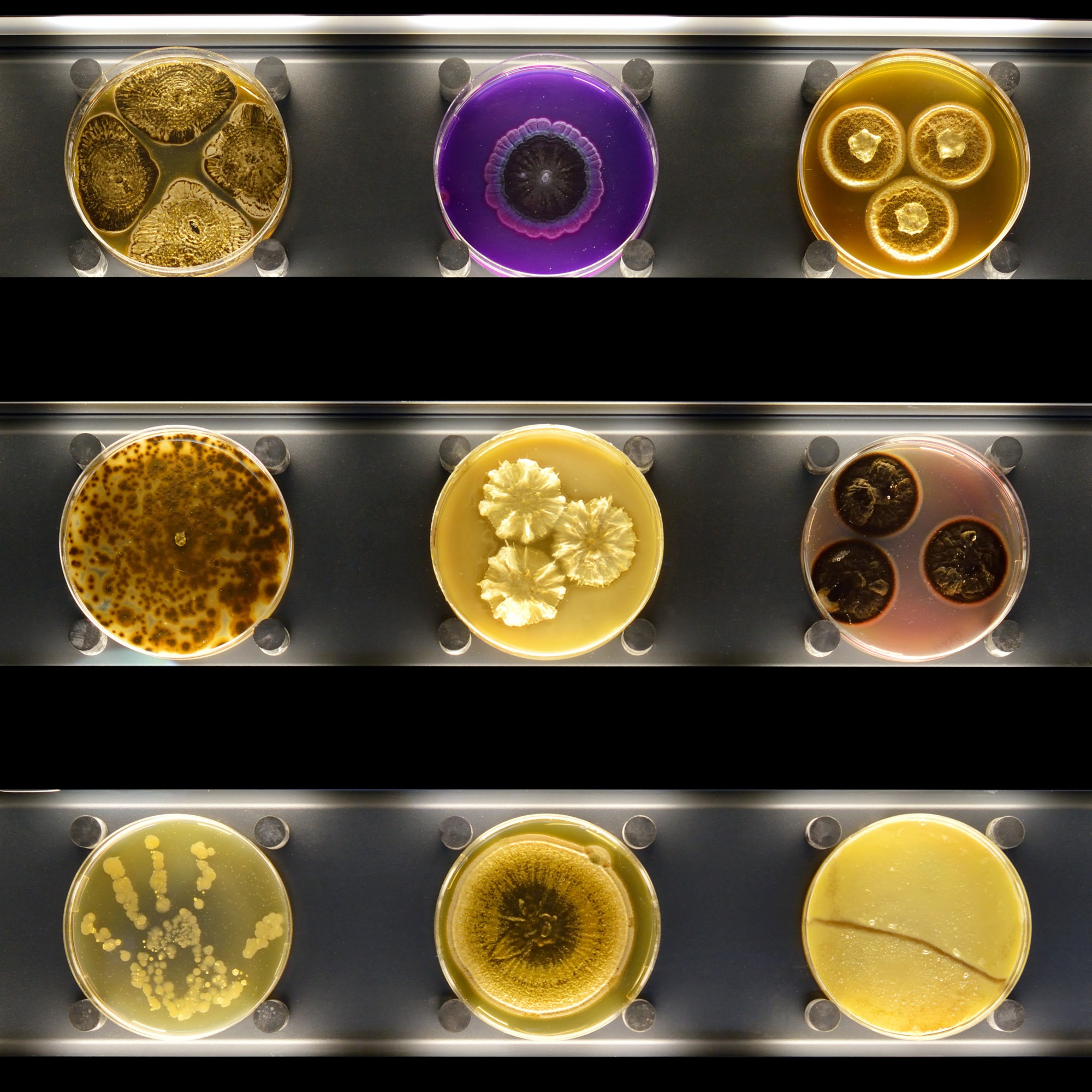 Pays-Bas : ouverture du premier zoo à microbes au monde