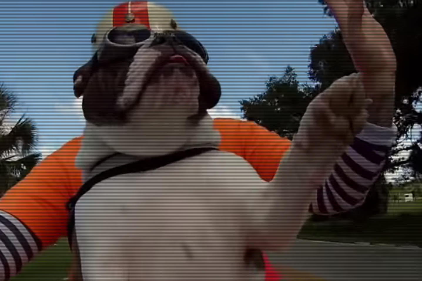 VIDÉO - Voici le chien le plus rock 'n' roll du web