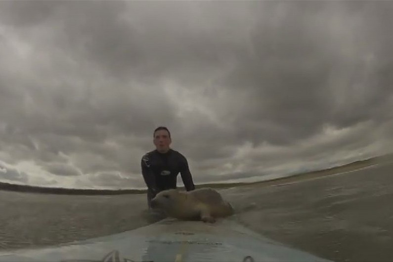 Gironde : You, le phoque star du surf, capturé par des spécialistes