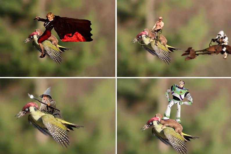 EN IMAGES - Internet s'amuse de la photo d'une belette sur un pivert