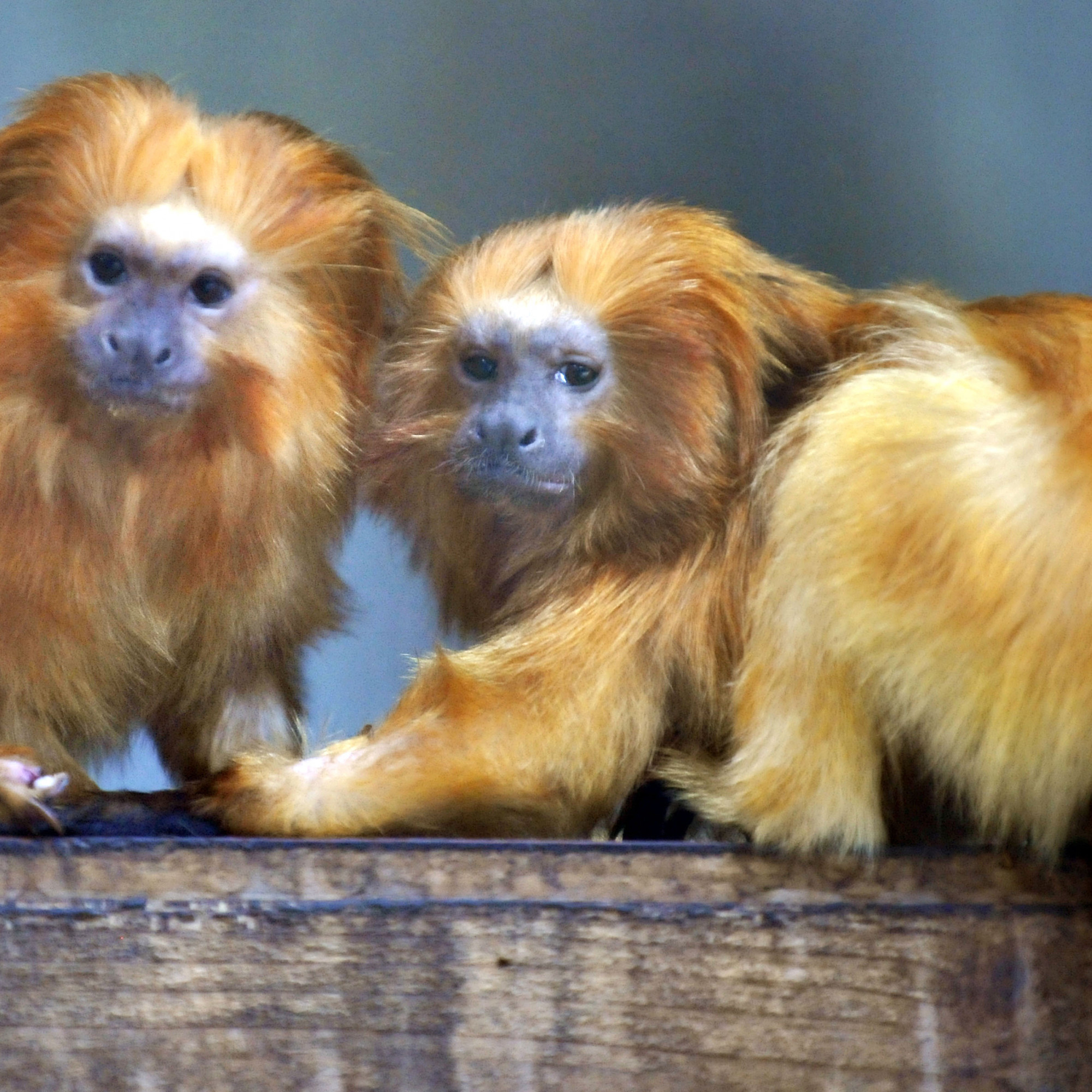 Vol de 17 singes protégés au zoo de Beauval