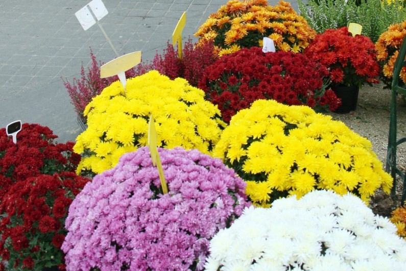 L'application pour commander un bouquet de fleurs personnalisé