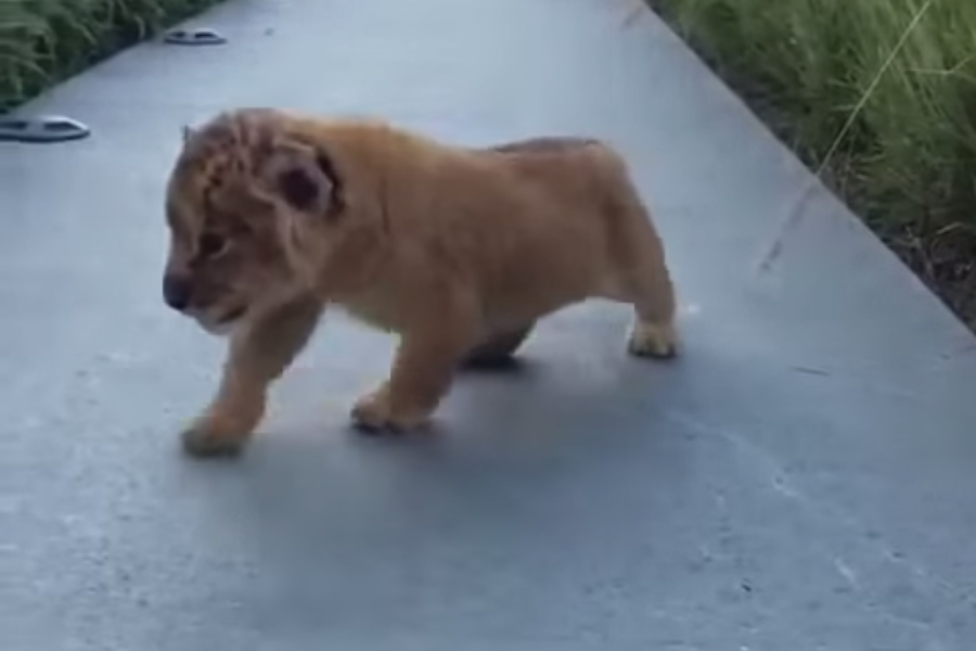 VIDÉO - Un lionceau rate son rugissement mais imite "Le Roi lion"