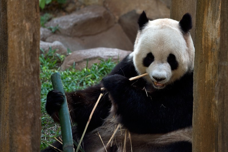 La Chine recrute des "câlineurs" de pandas