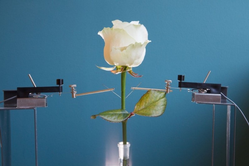 Des chercheurs créent une rose mi-fleur, mi-robot