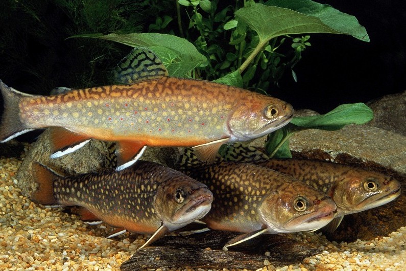 "Qualité rivière", l'application pour être incollable sur les poissons