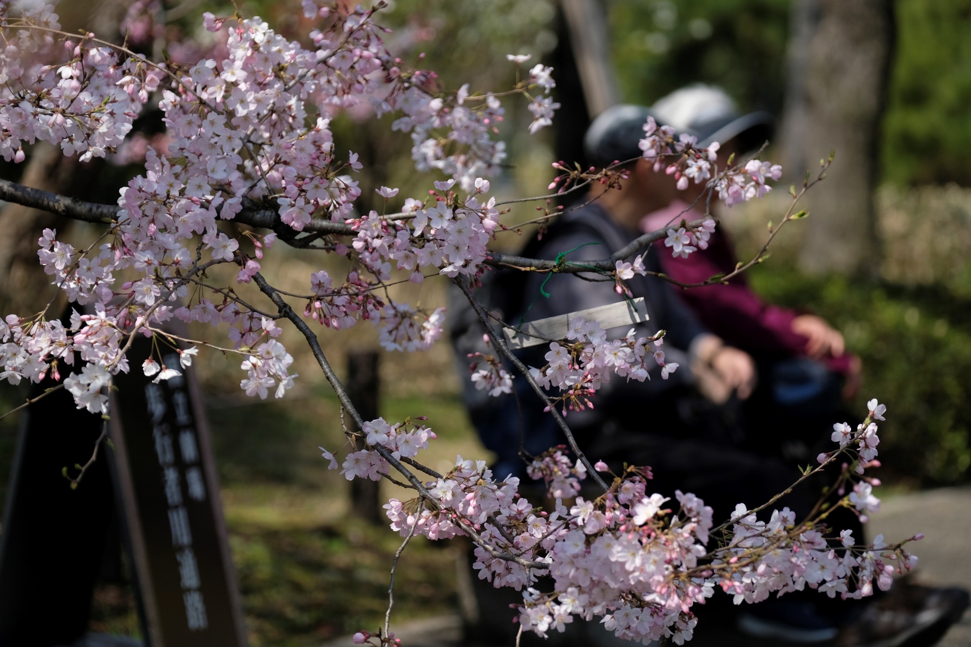 Pourquoi le début du printemps est-il fixé au 20 mars