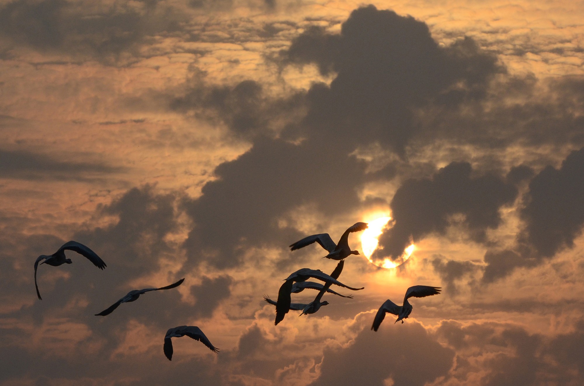 Migration des oiseaux : début du grand rush automnal