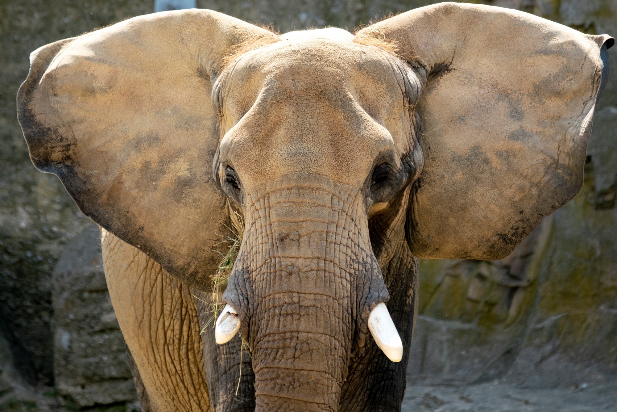 Pologne : les éléphants du zoo de Varsovie soignés au cannabis