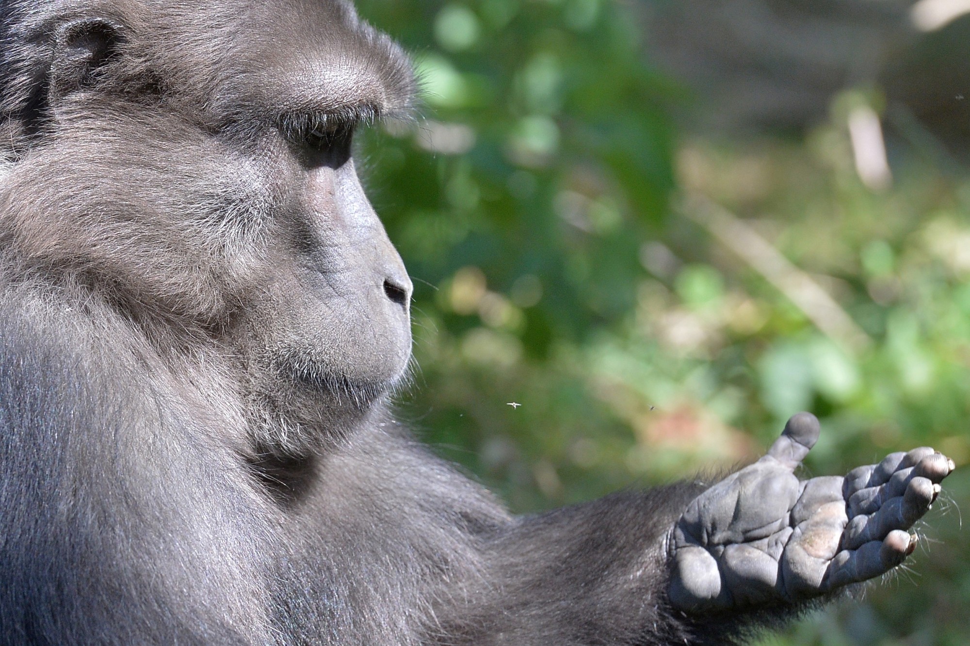 Les primates sont-ils capables de parler