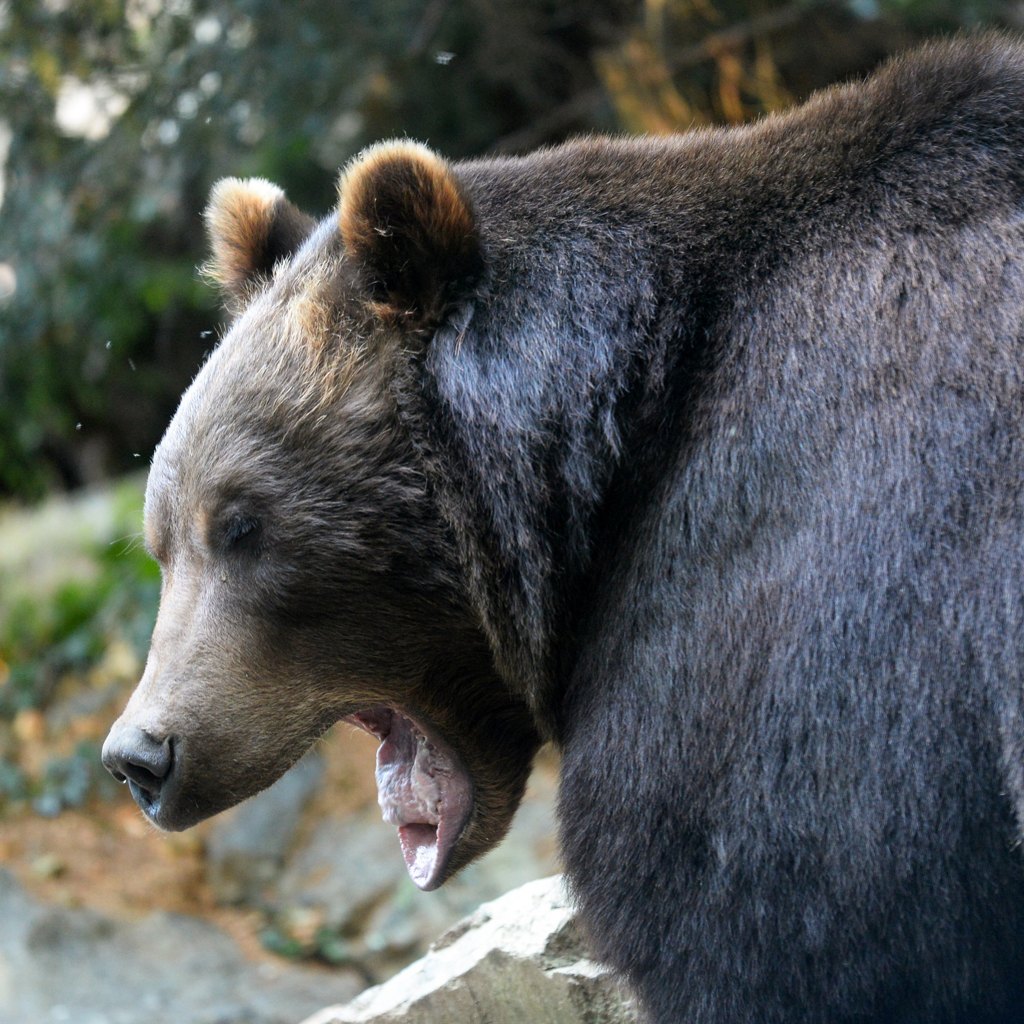 VIDÉO - Un grizzli court après des randonneurs aux États-Unis