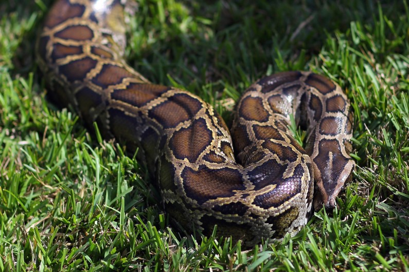Australie : un garçon de 5 ans survit à l'attaque d'un python grâce à ...