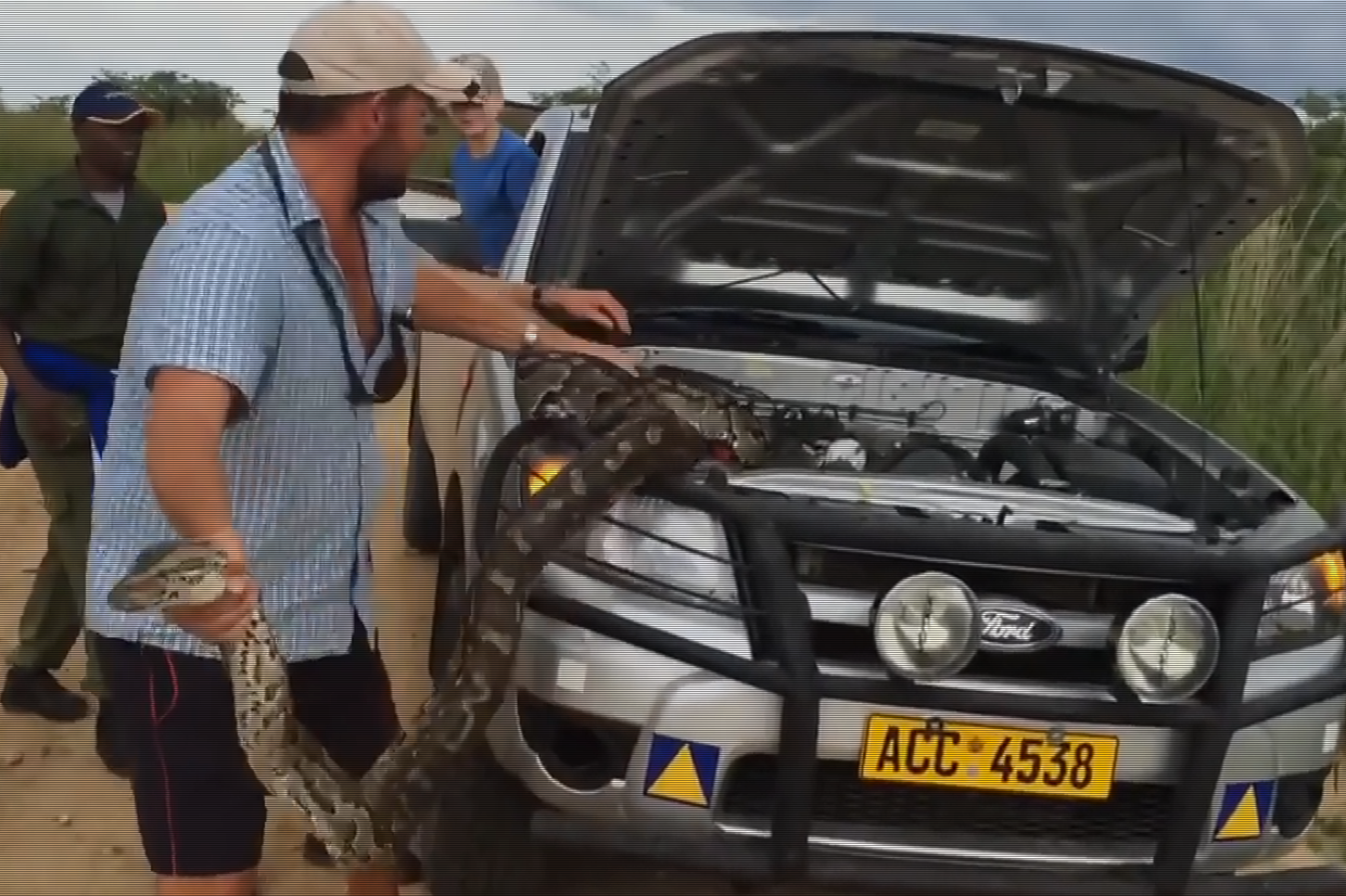 VIDÉO - Zimbabwe : une famille découvre un énorme python sous le capot ...