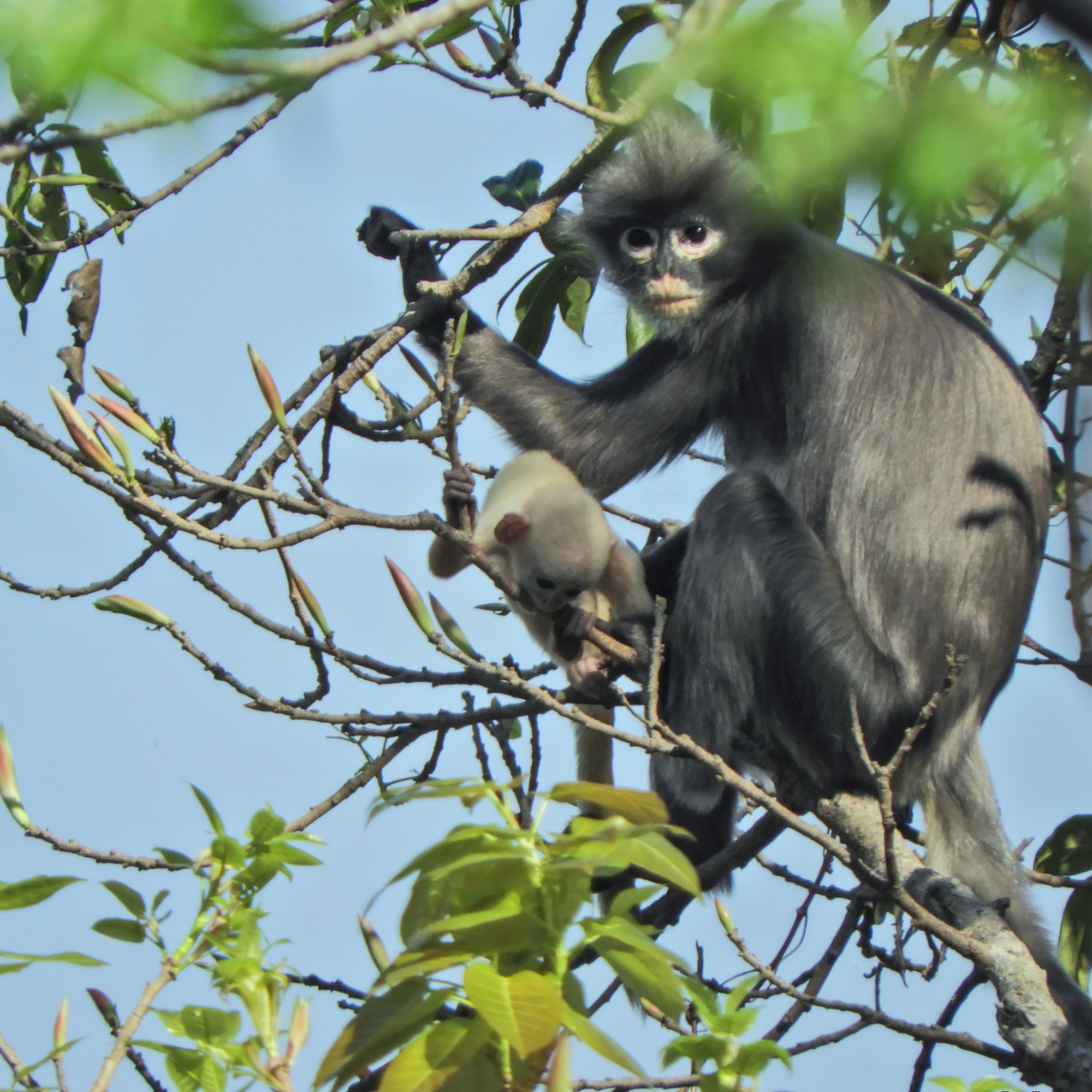 Une nouvelle espèce de singe, baptisée Popa langur, découverte en Birmanie