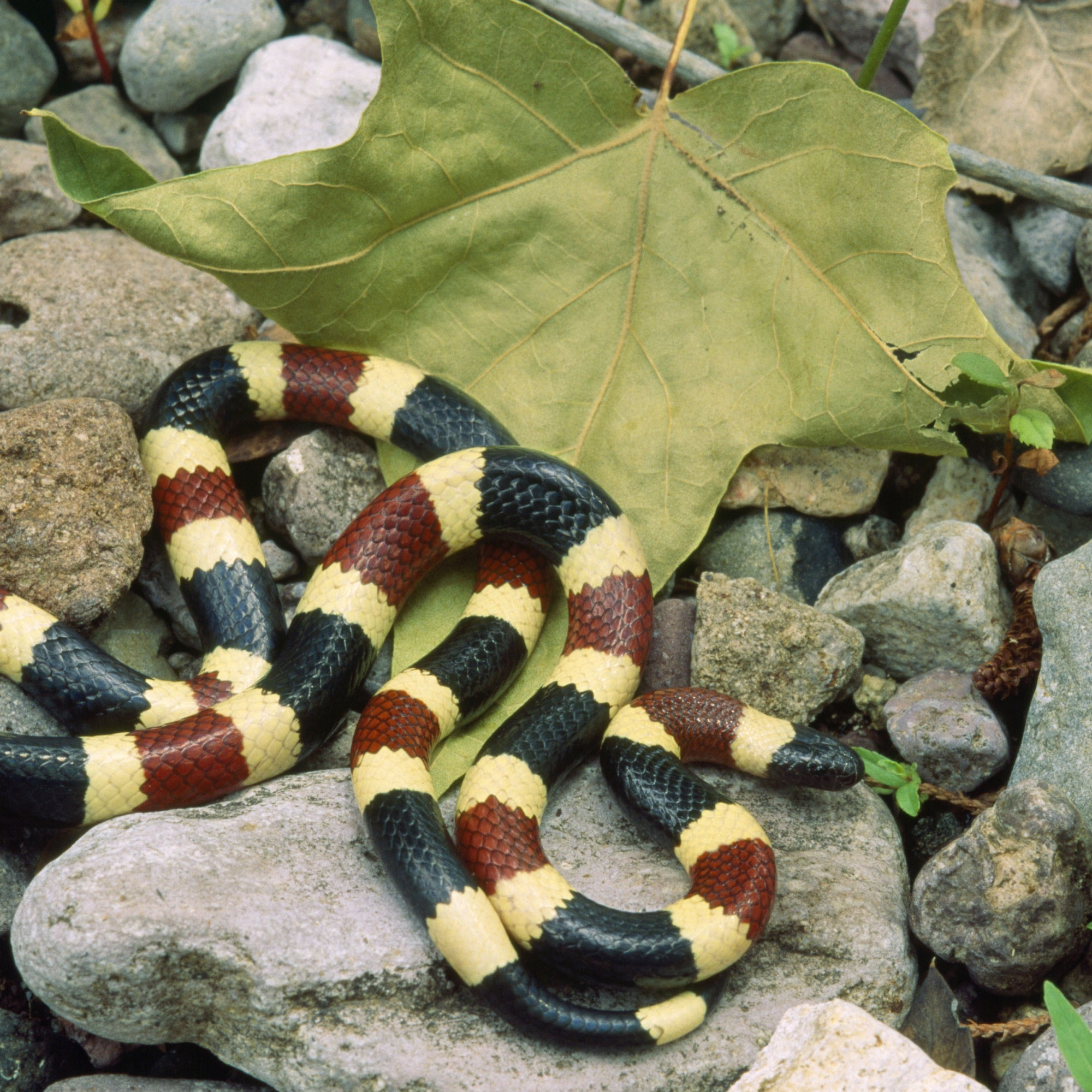 Le venin du serpent corail pourrait permettre la création d'un puissant ...