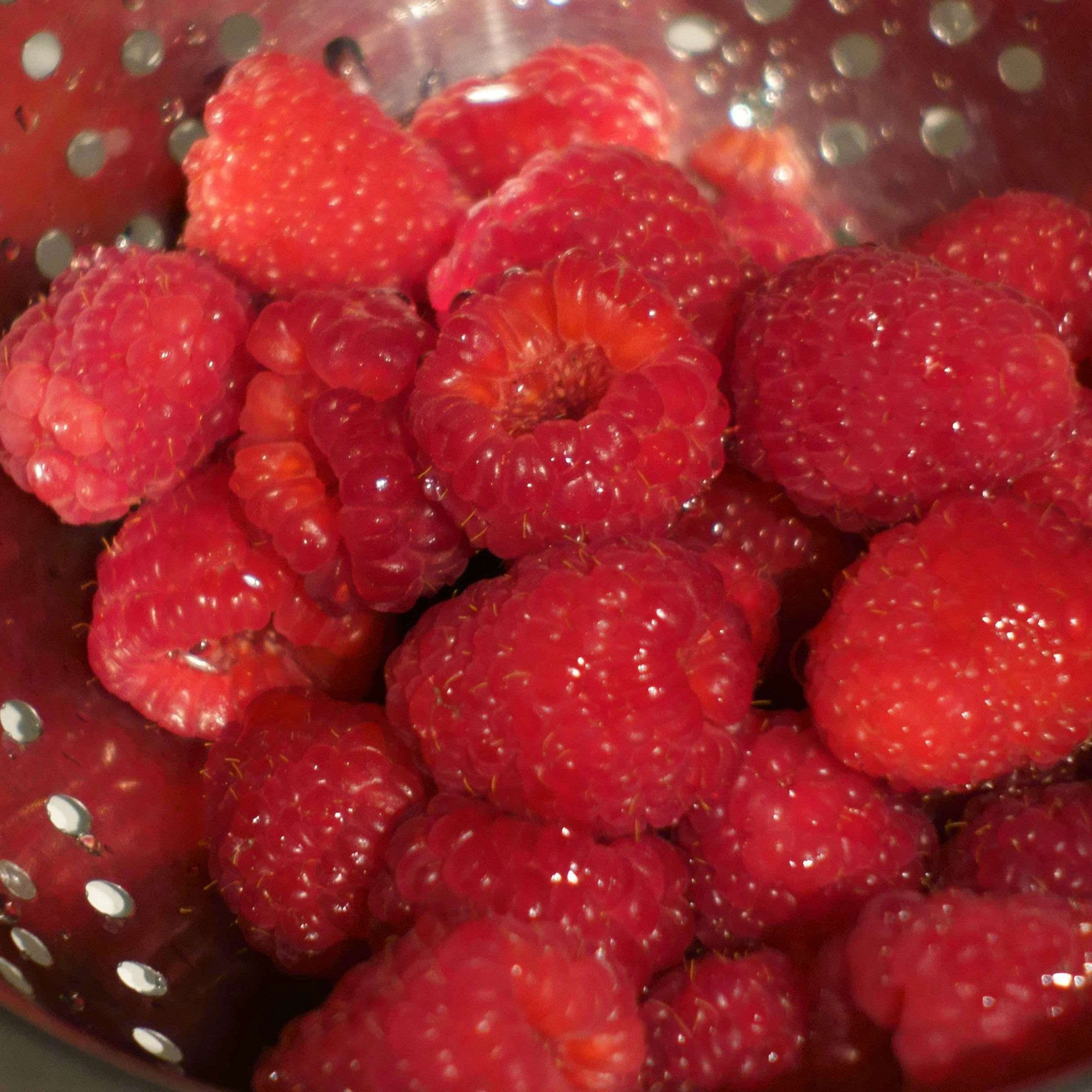 Les fruits rouges: un appel à la gourmandise